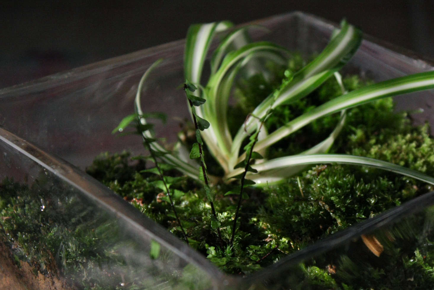 When Terrariums Go Bad: 6 Tips for Troubleshooting (Mold? Yecch ...