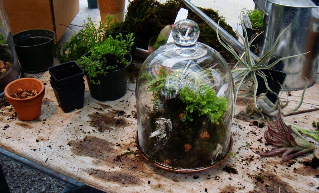 When Terrariums Go Bad: 6 Tips for Troubleshooting (Mold? Yecch ...