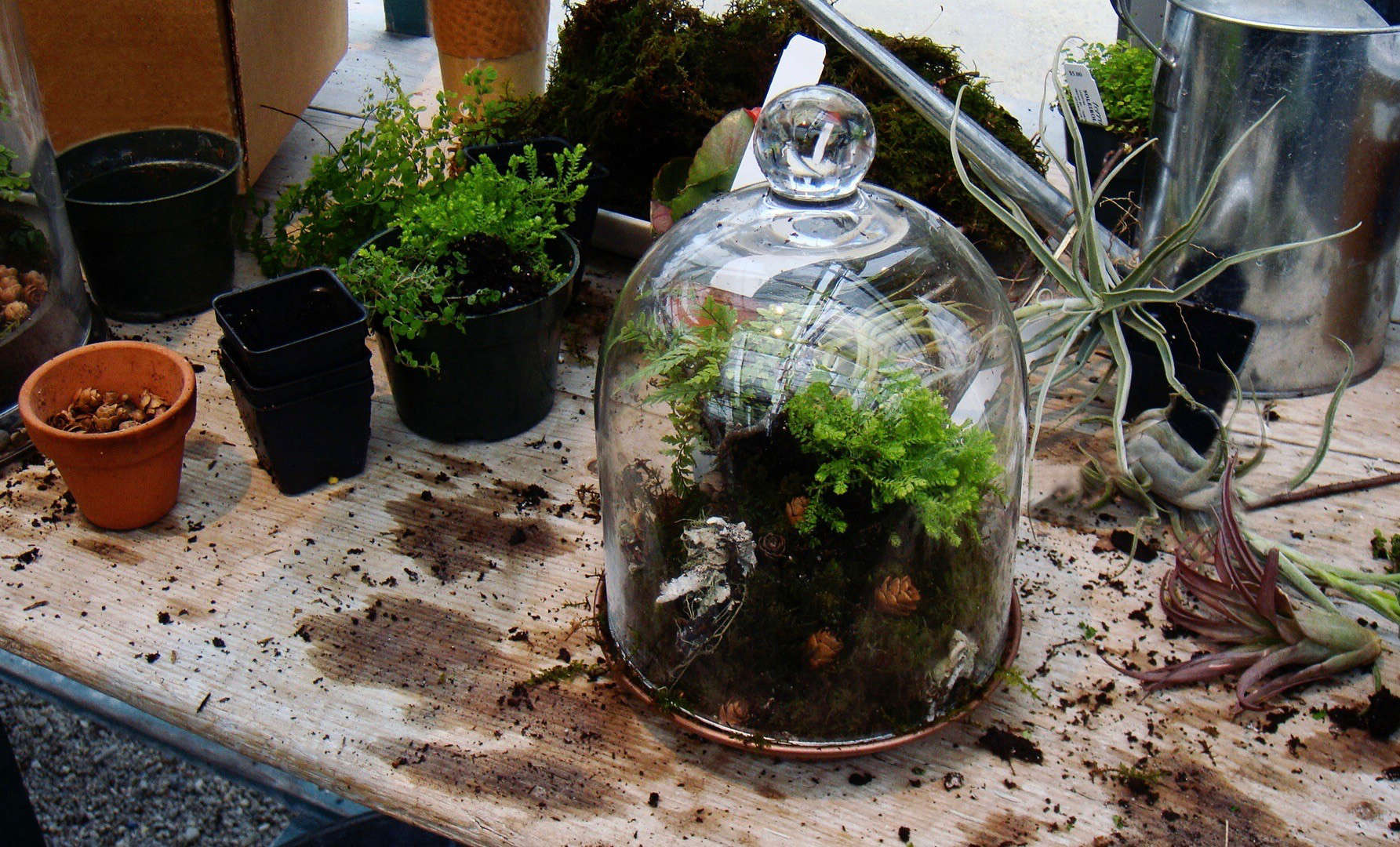 When Terrariums Go Bad: 6 Tips for Troubleshooting (Mold? Yecch ...