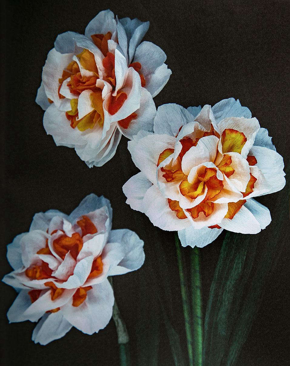 Required Reading: The Fine Art of Paper Flowers - Gardenista