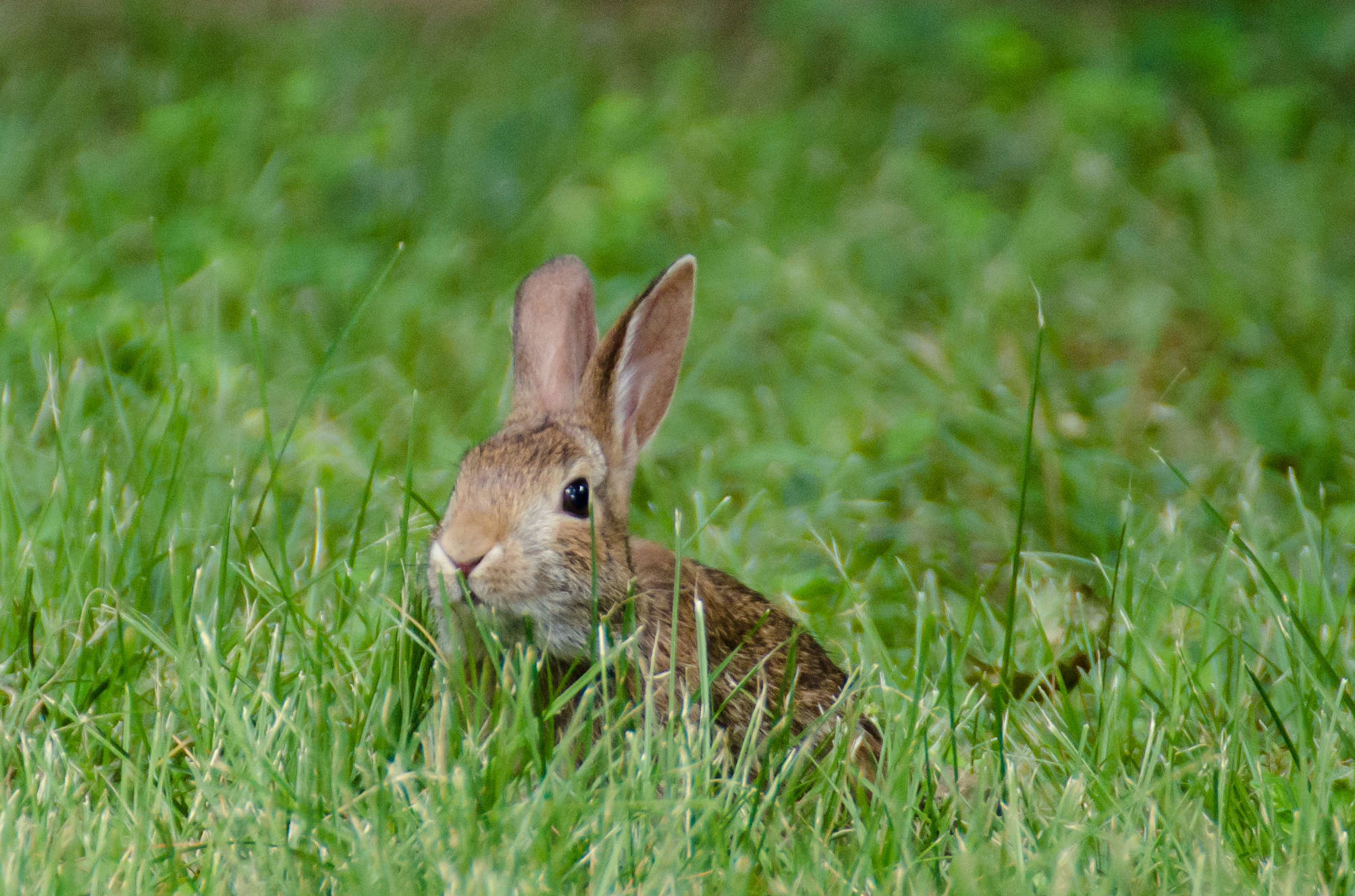 The Humane Gardener: 4 Tips for Compassionate Landscaping, with Author ...