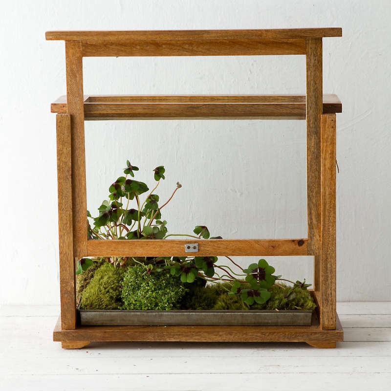 When Terrariums Go Bad: 6 Tips for Troubleshooting (Mold? Yecch ...