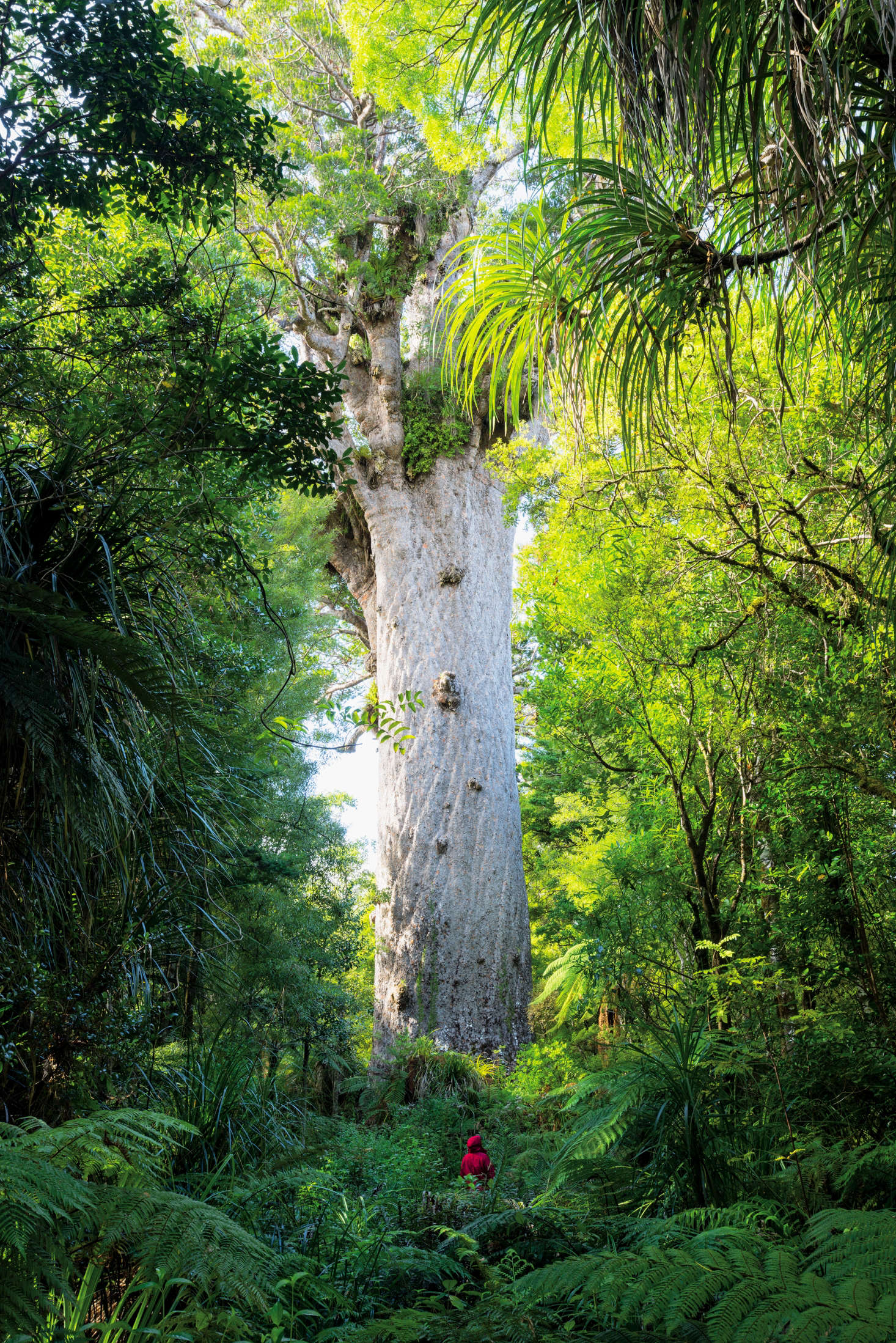 Required Reading: Wise Trees - Gardenista