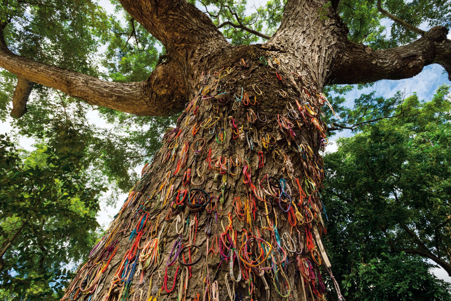 Required Reading: Wise Trees - Gardenista