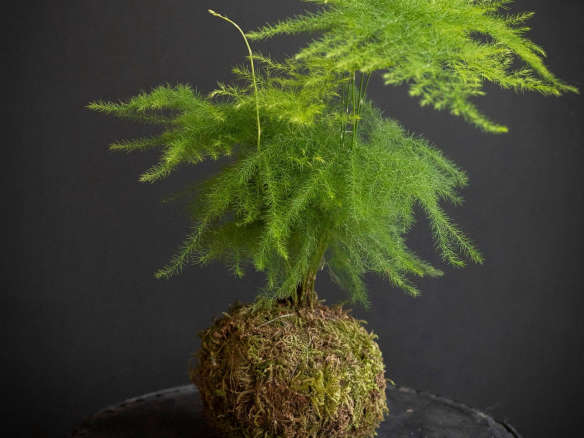 Browse the Plants By Fearn Retailer Collection on - Gardenista