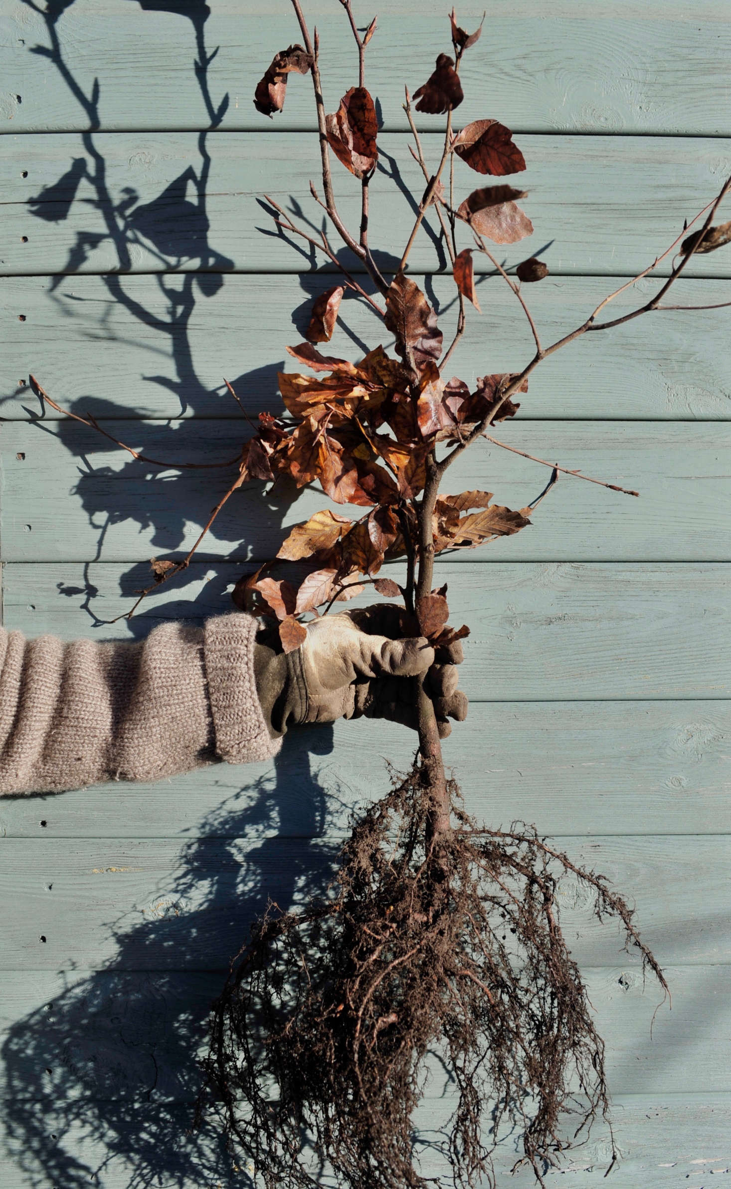 Landscaping 101: How to Plant a Bare Root Hedge - Gardenista