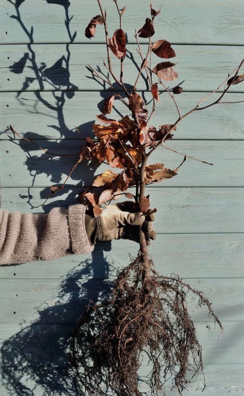 Landscaping 101: How to Plant a Bare Root Hedge - Gardenista