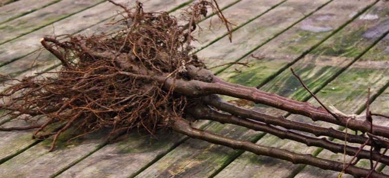 Landscaping 101: How to Plant a Bare Root Hedge - Gardenista