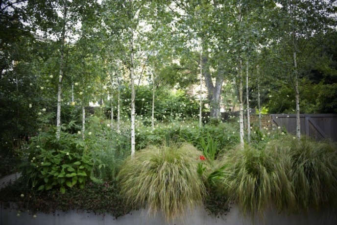 Birch Trees: 5 Favorites to Plant in a Landscape - Gardenista