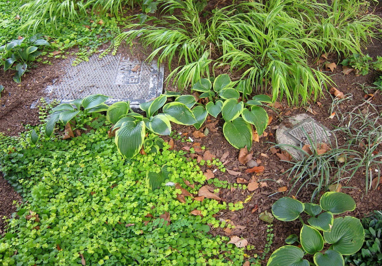 Gardening 101: Creeping Jenny - Gardenista