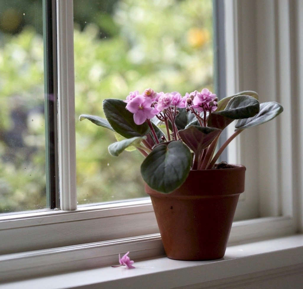 African Violets: Rethinking 'America's Favorite House Plant' for Modern ...