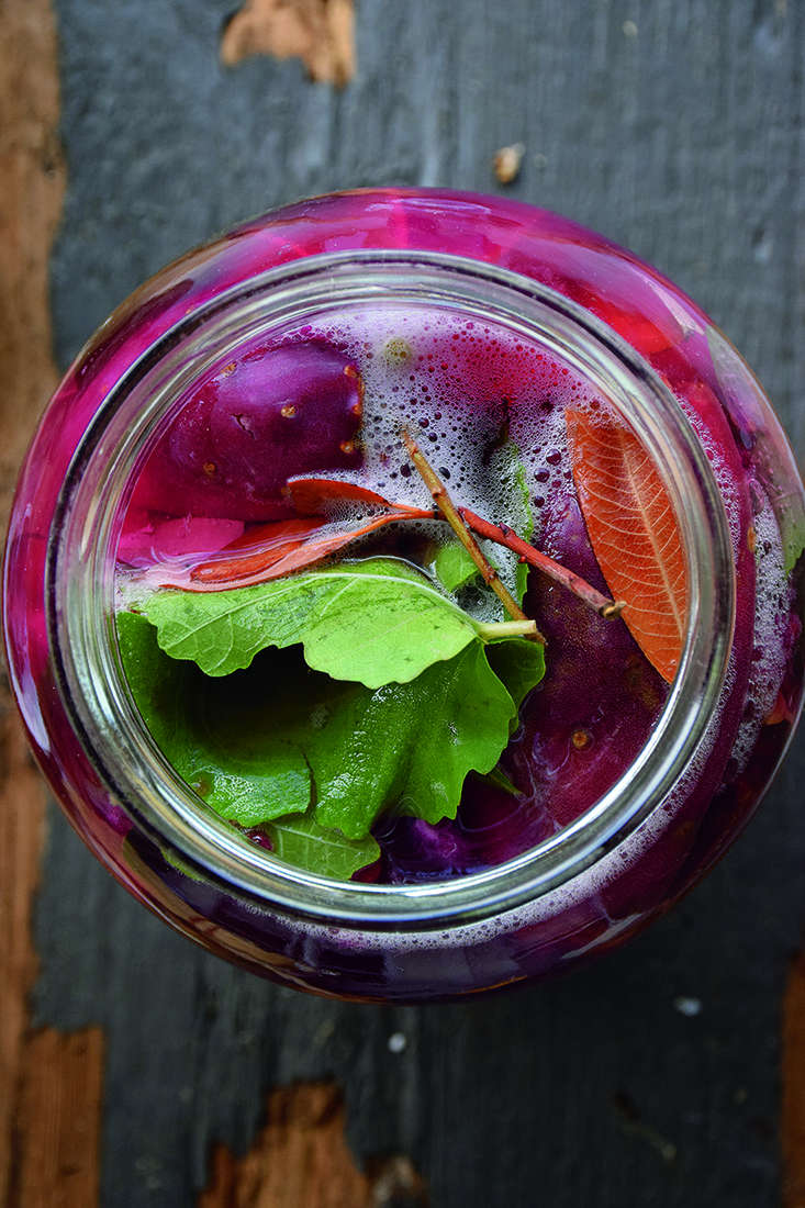 The Wildcrafting Brewer: A Guide for Botanical Alchemists - Gardenista