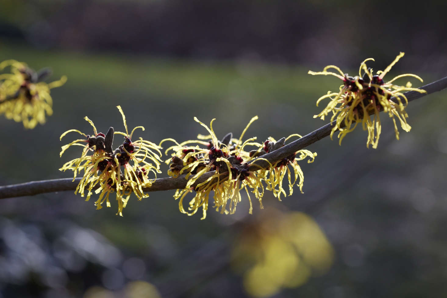 Winter Enchantment: 9 Best Witch Hazels for a Luminous Garden - Gardenista