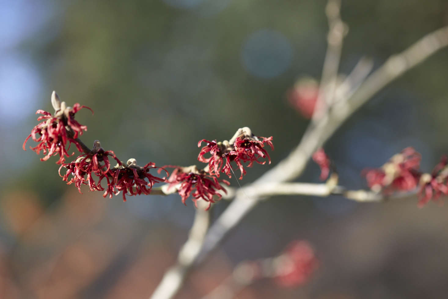 Winter Enchantment: 9 Best Witch Hazels for a Luminous Garden - Gardenista