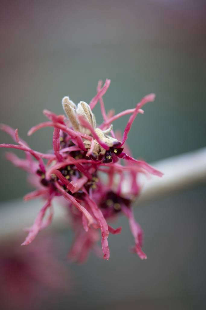 Winter Enchantment: 9 Best Witch Hazels for a Luminous Garden - Gardenista