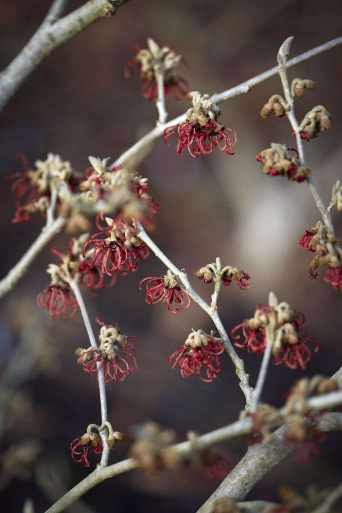 Winter Enchantment: 9 Best Witch Hazels for a Luminous Garden - Gardenista
