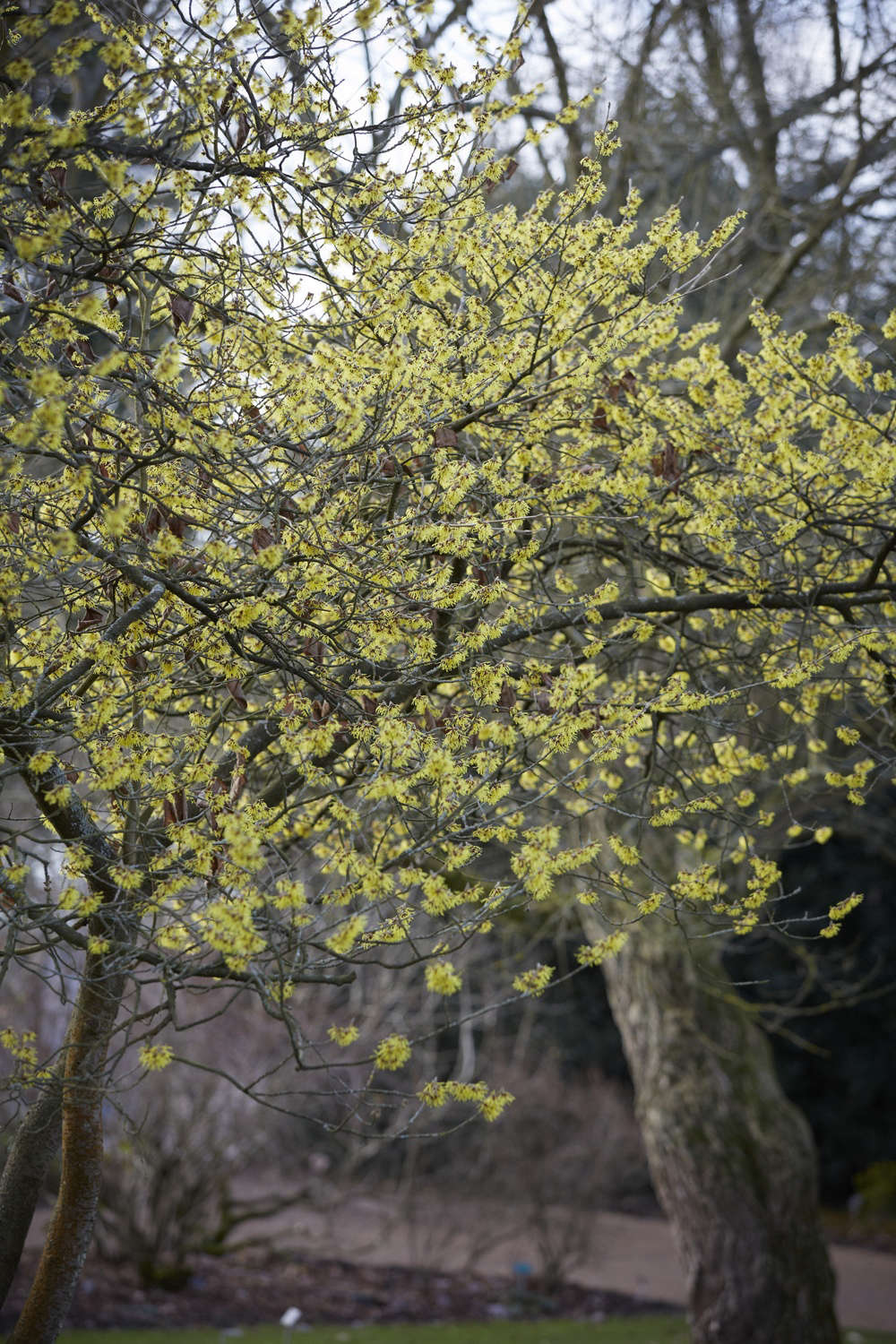 Winter Enchantment: 9 Best Witch Hazels for a Luminous Garden - Gardenista