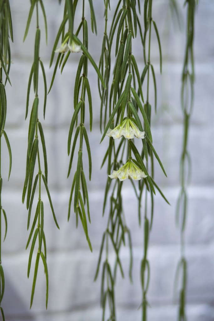 Jamie's Jungle: At Home with Houseplants in London - Gardenista
