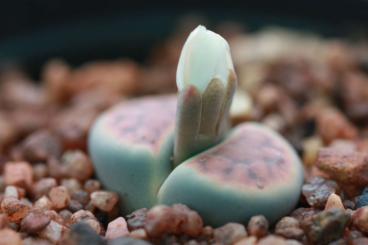 Gardening 101: Lithops - Gardenista