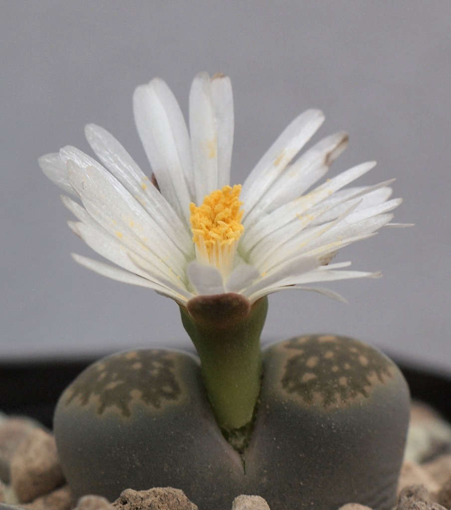 Gardening 101: Lithops - Gardenista