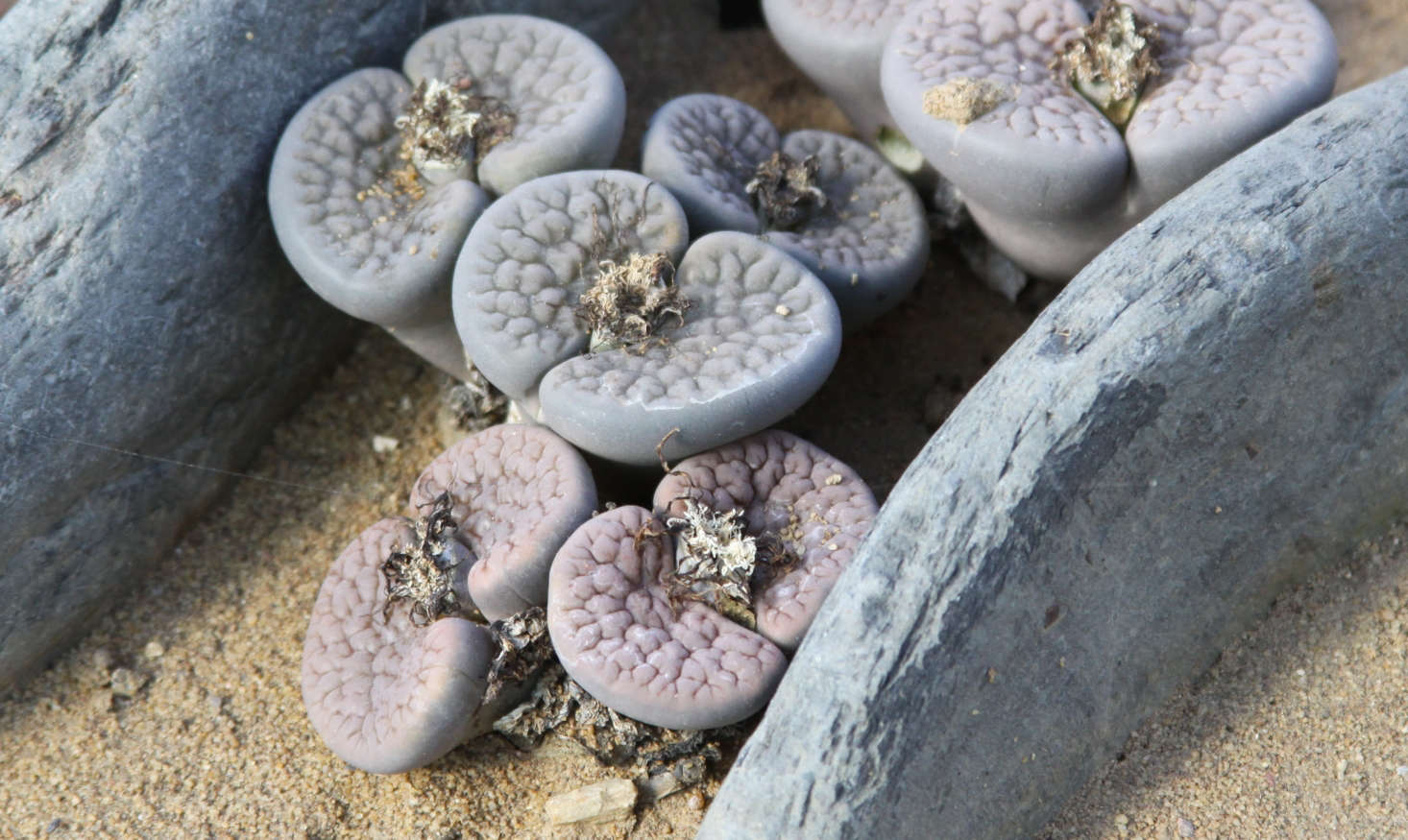 Gardening 101: Lithops - Gardenista