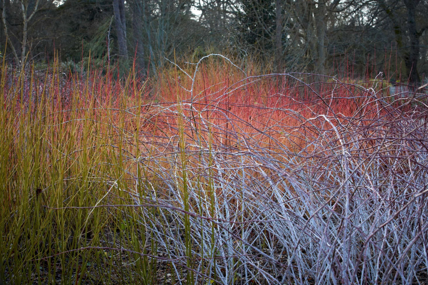 Landscape Ideas: Blazing Color with Red Twig Dogwood, 5 Ways - Gardenista