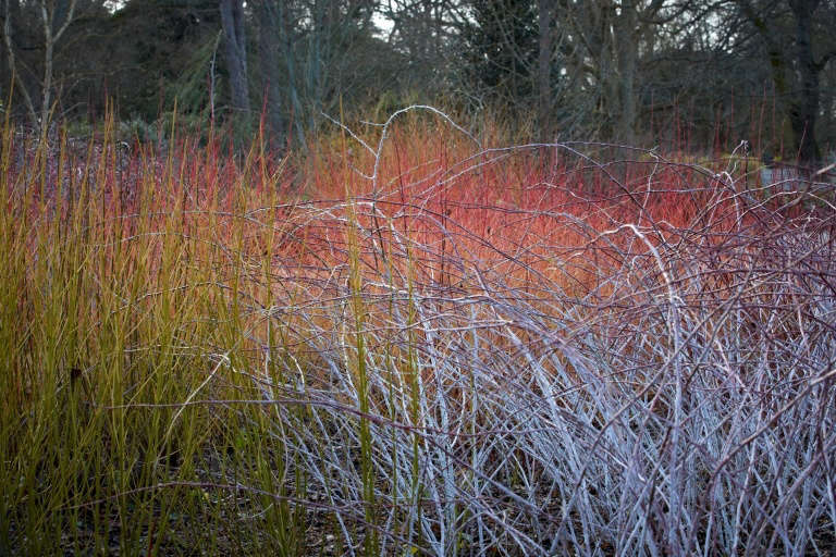 Landscape Ideas: Blazing Color with Red Twig Dogwood, 5 Ways - Gardenista