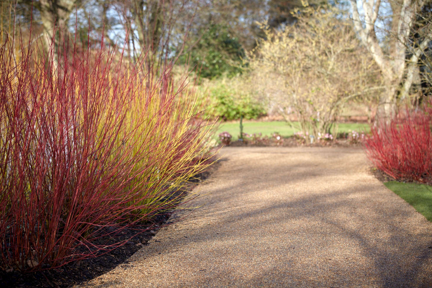 Landscape Ideas: Blazing Color with Red Twig Dogwood, 5 Ways - Gardenista