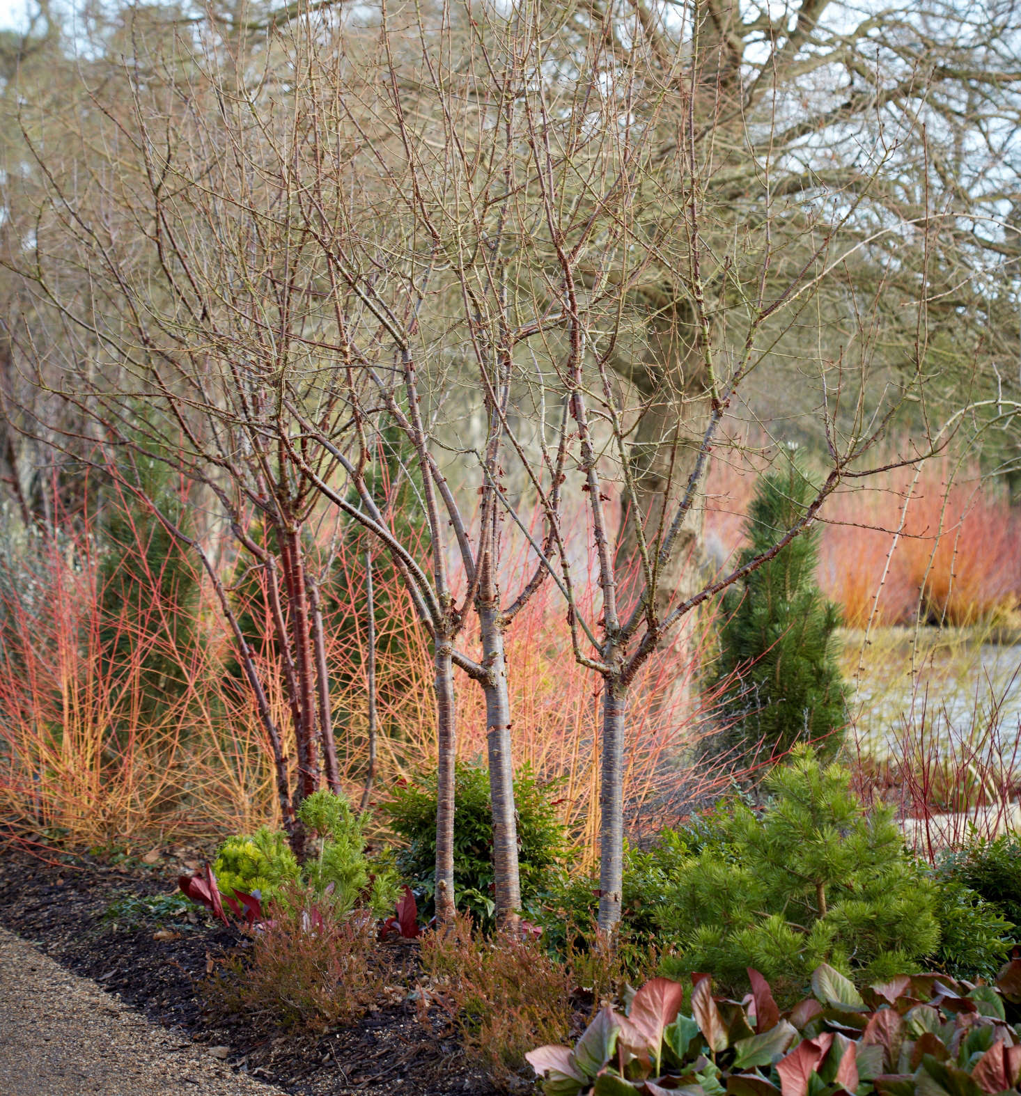 Landscape Ideas: Blazing Color with Red Twig Dogwood, 5 Ways - Gardenista