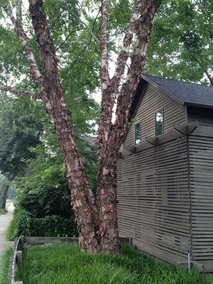 Birch Trees: 5 Favorites to Plant in a Landscape - Gardenista