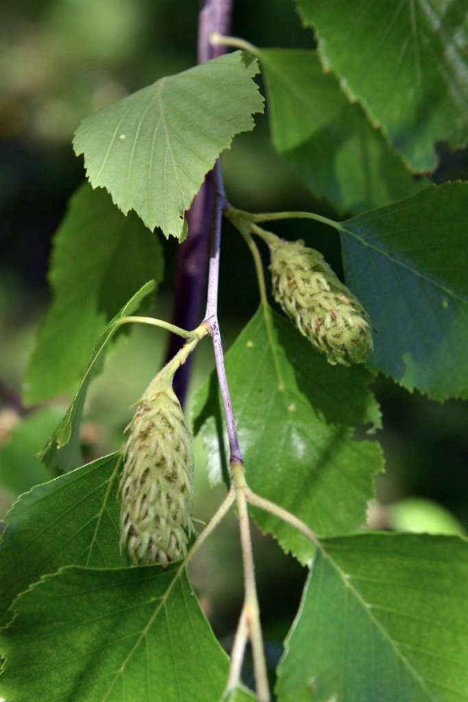 Birch Trees: 5 Favorites to Plant in a Landscape - Gardenista
