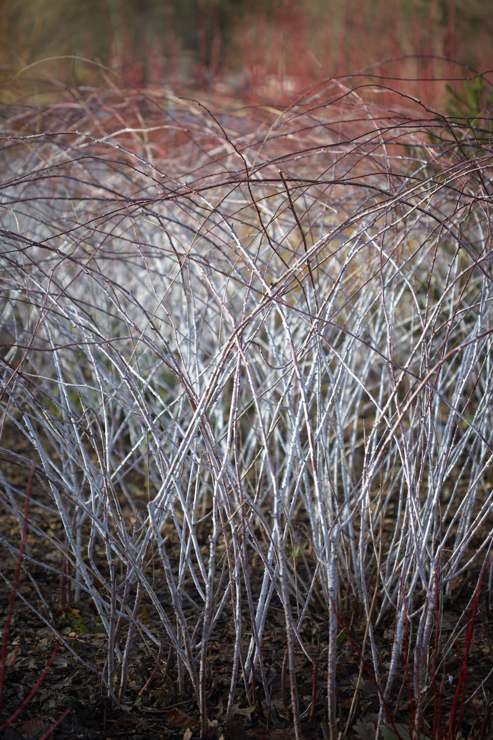 Landscape Ideas: Blazing Color with Red Twig Dogwood, 5 Ways - Gardenista