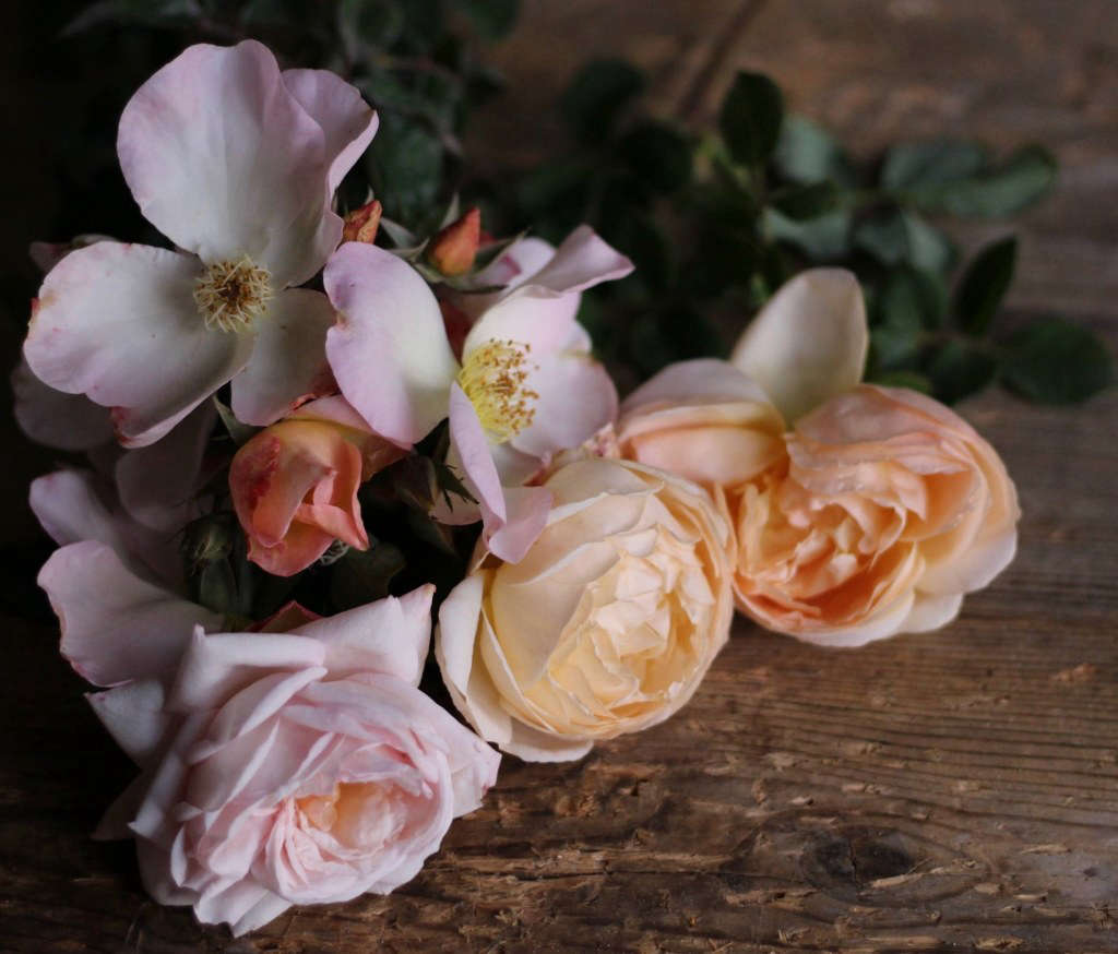 Expert Advice: 8 Best Garden Roses for Cutting, from a Boutique Grower ...