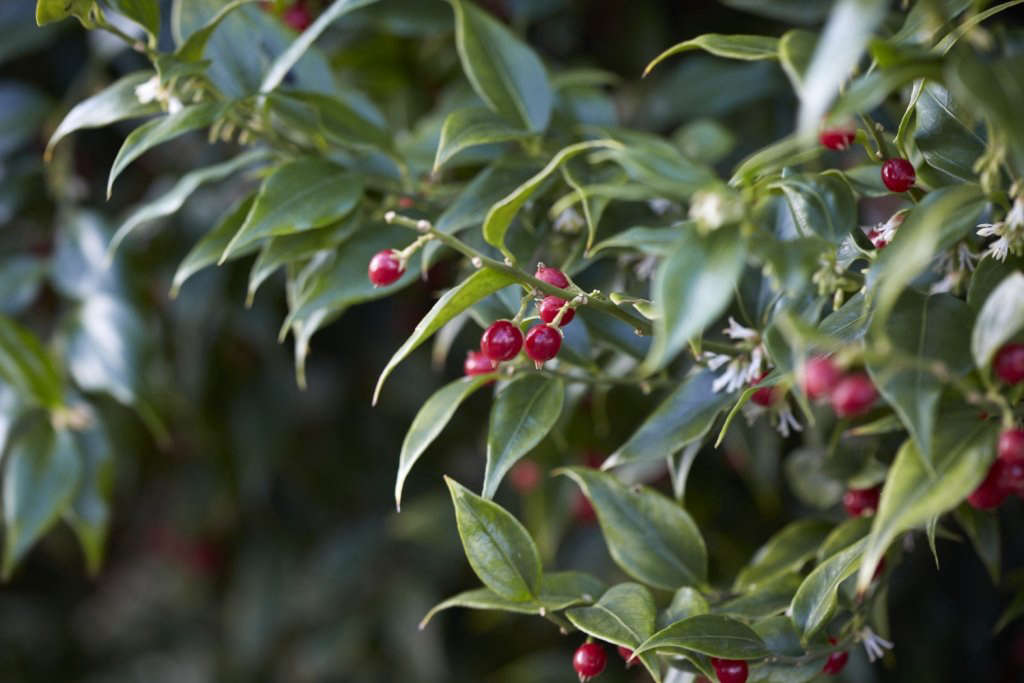 5 Favorites: Scented Sweet Box for Winter Perfume - Gardenista