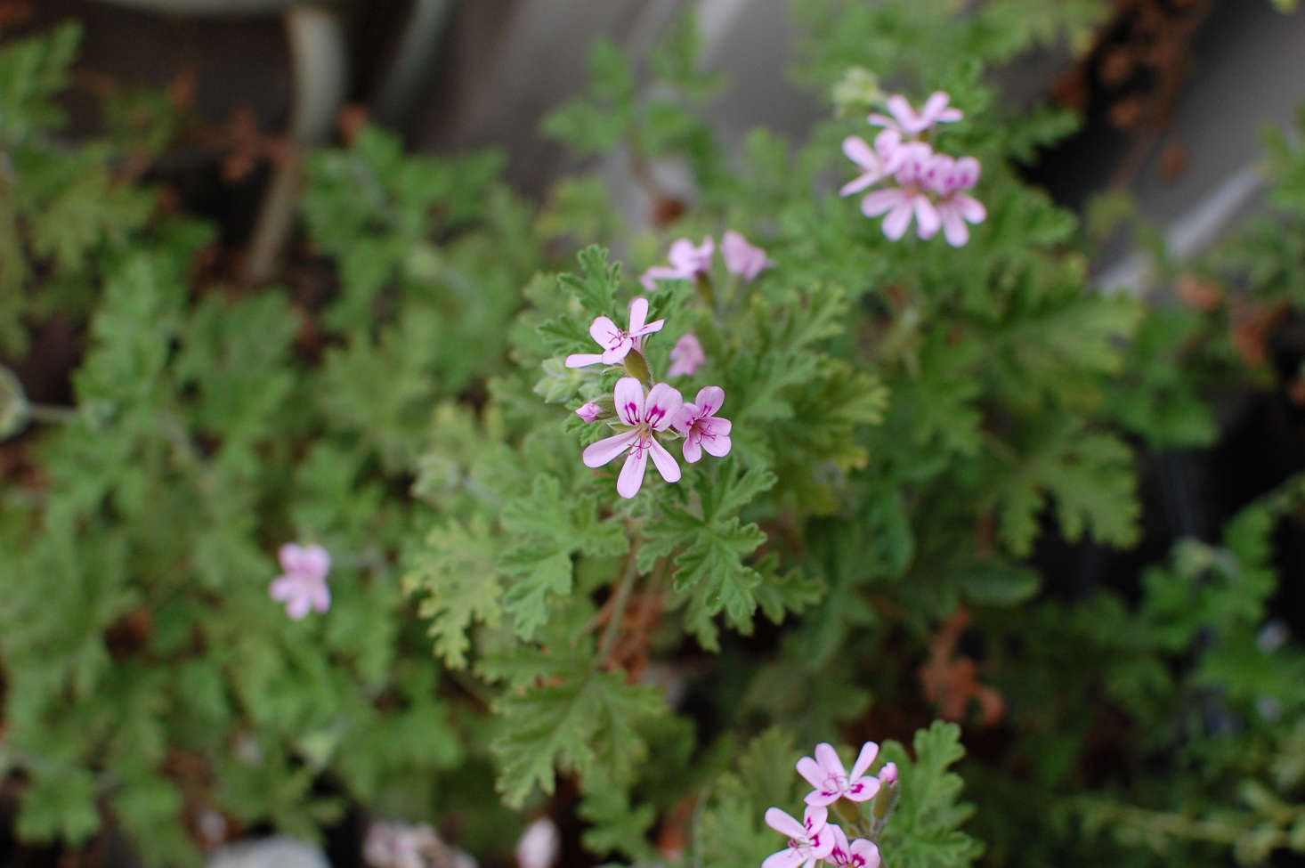 Gardening 101: Scented Geranium - Gardenista