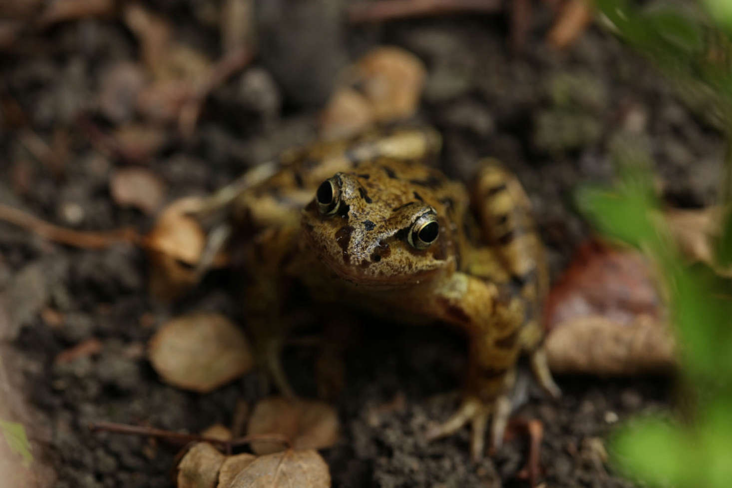 10 Essential Insects You Need in a Garden