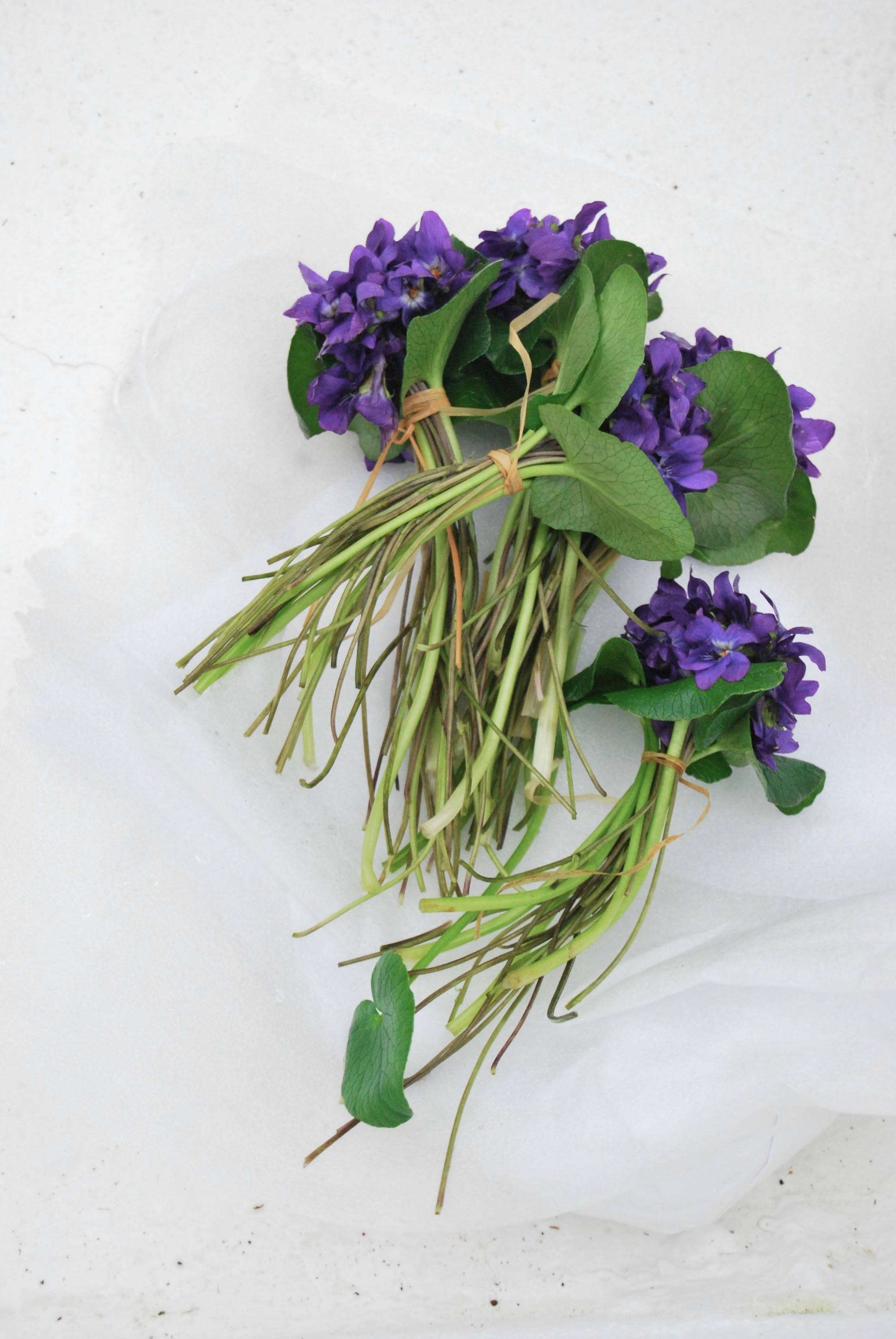 Wild Violets: Rethinking Eliza Doolittle's Favorite Flower - Gardenista