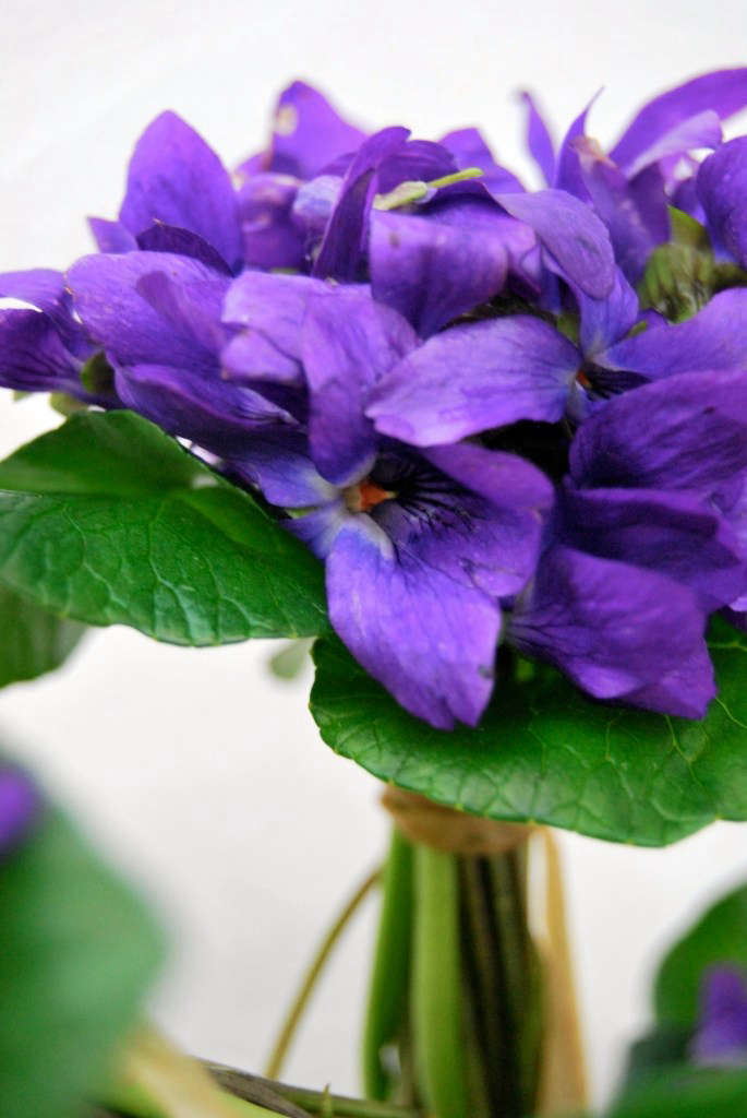 Wild Violets: Rethinking Eliza Doolittle's Favorite Flower - Gardenista