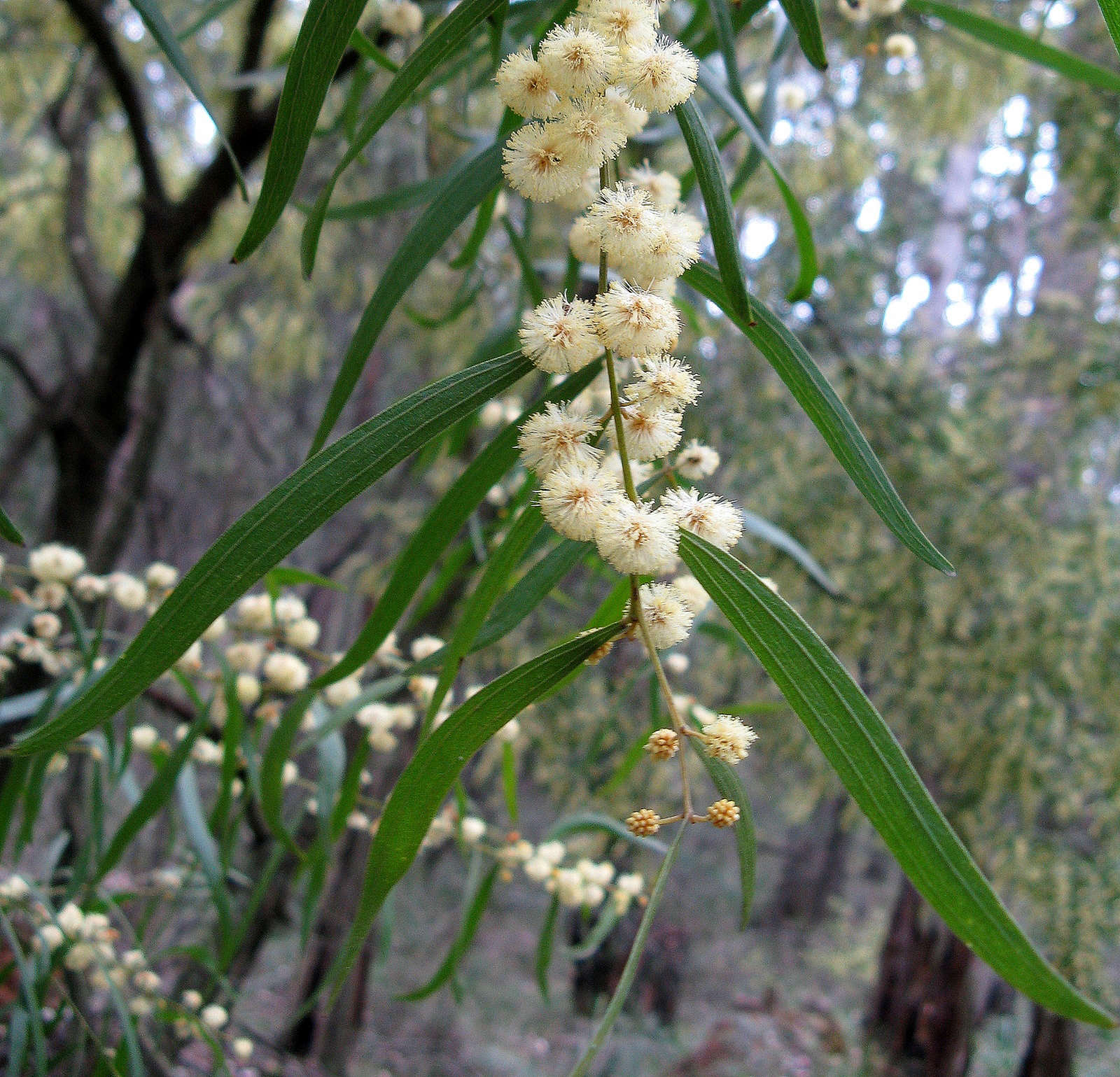 Gardening 101: Acacia - Gardenista