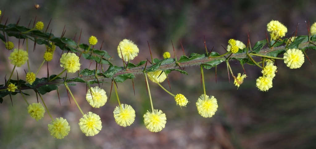 Gardening 101: Acacia - Gardenista