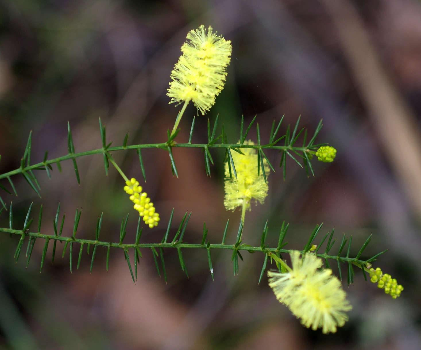 Gardening 101: Acacia - Gardenista
