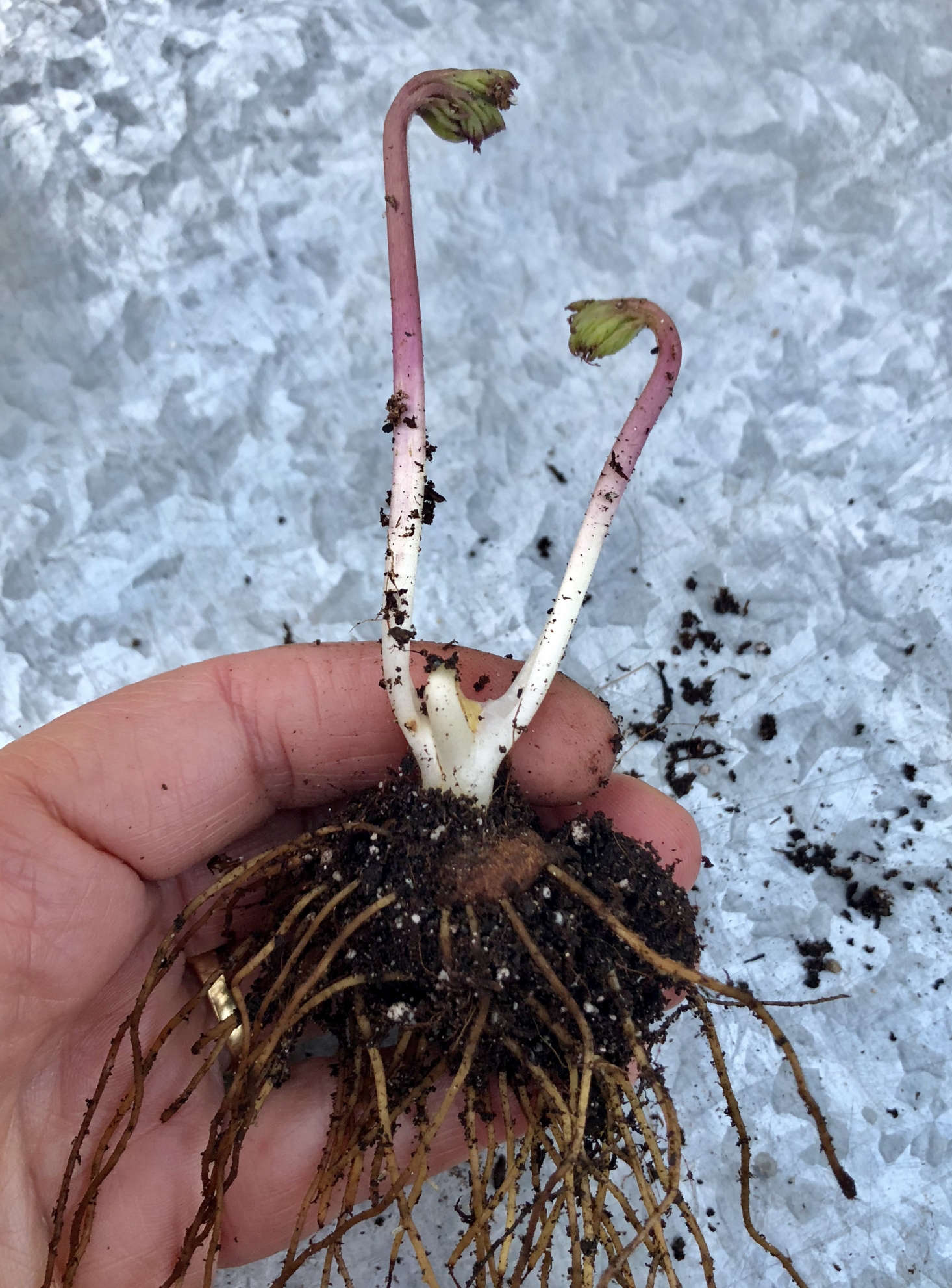 Gardening 101: Poppy Anemone - Gardenista