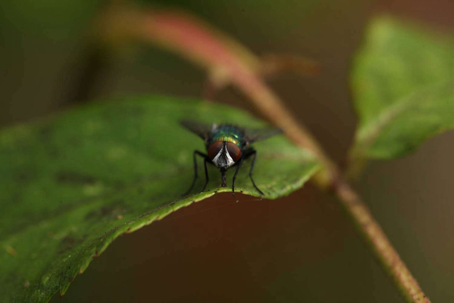 10 Essential Insects You Need in a Garden