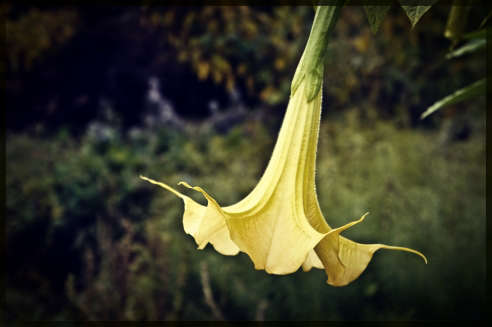 Gardening 101: Angel's Trumpet - Gardenista