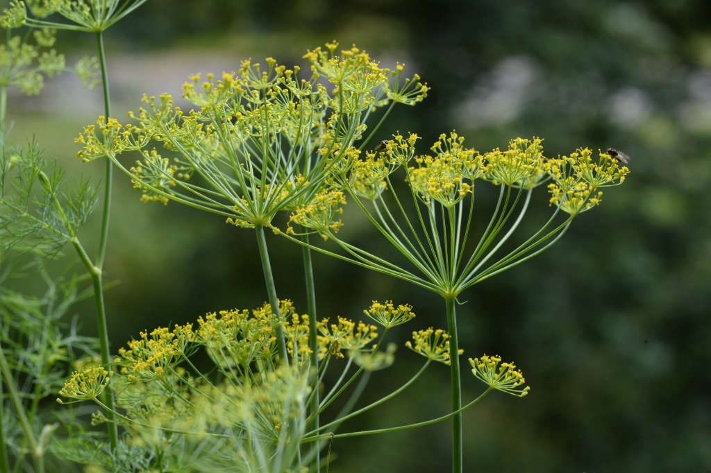Gardening 101: Dill - Gardenista