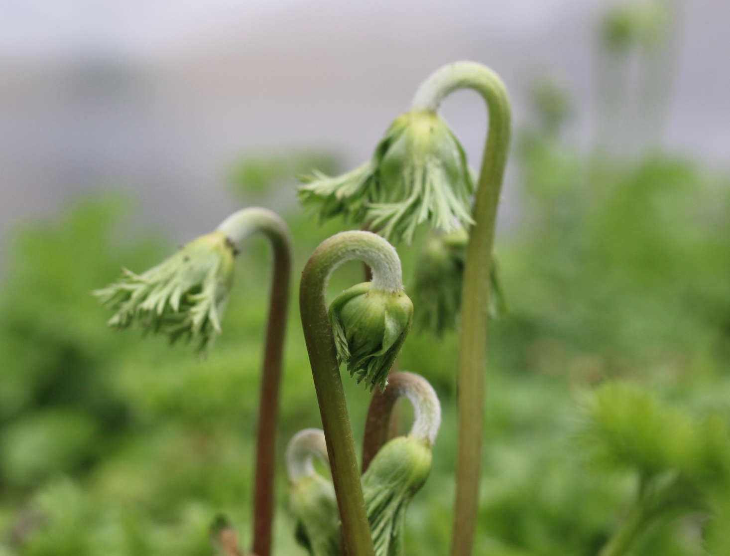 Gardening 101: Poppy Anemone - Gardenista