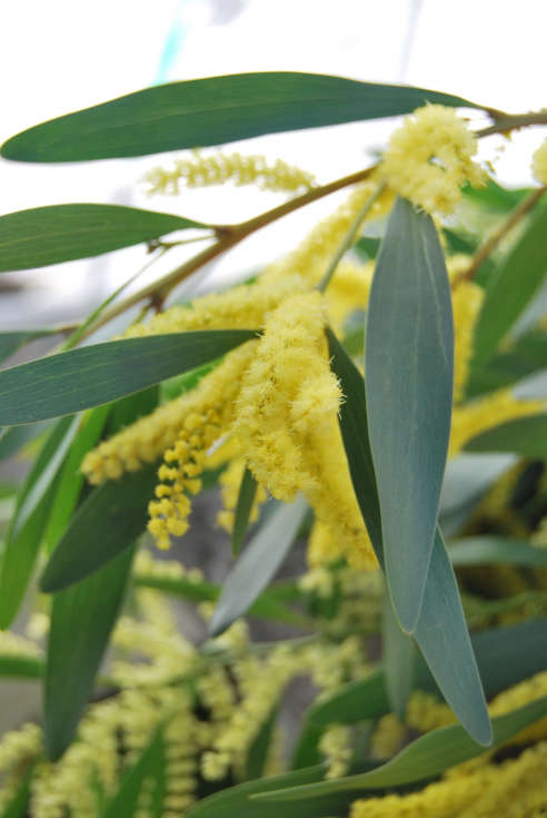 Gardening 101: Acacia - Gardenista