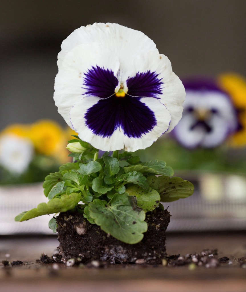 Giant Pansies: Rethinking a 1960s Bedding Plant - Gardenista
