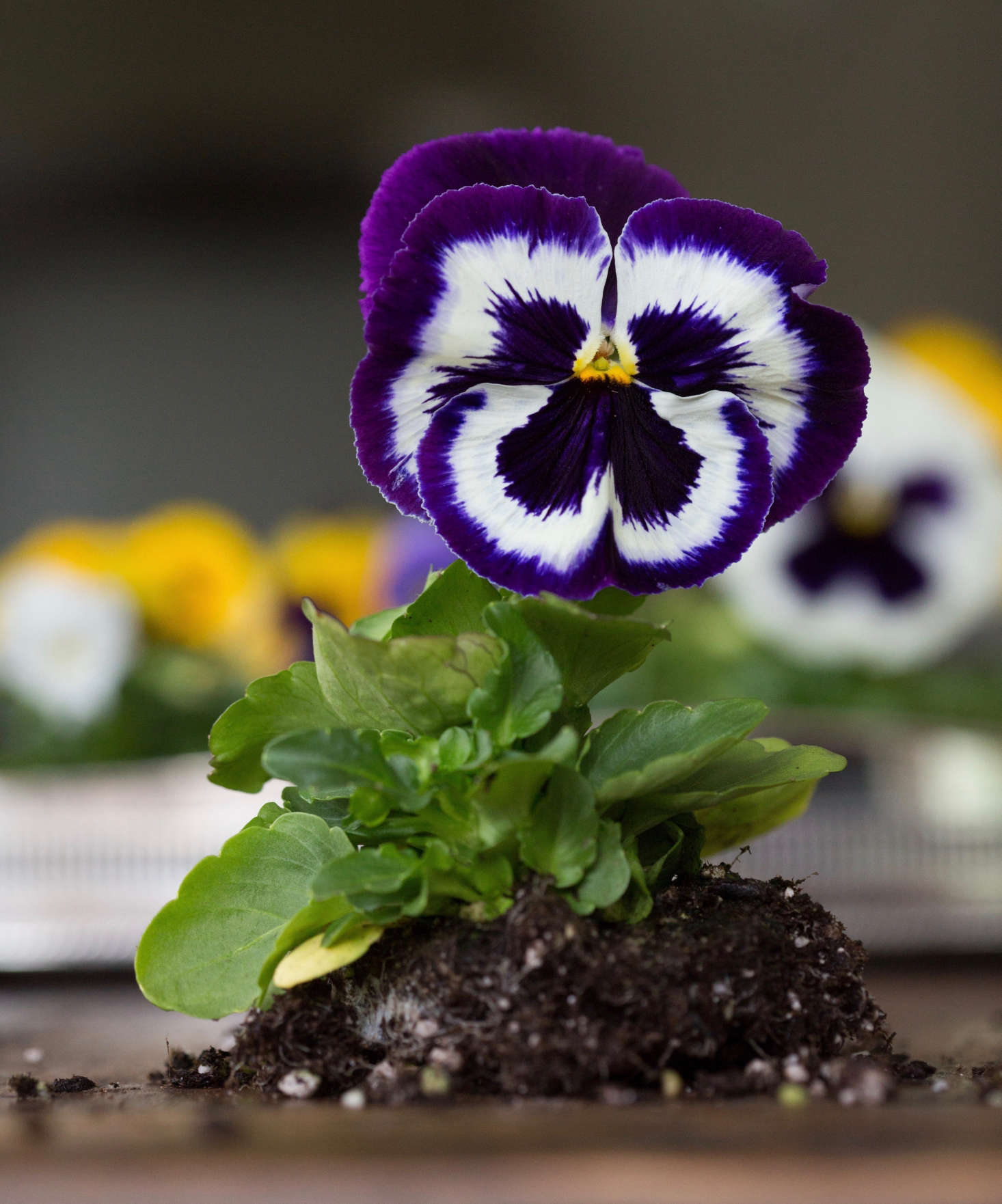 Giant Pansies: Rethinking a 1960s Bedding Plant - Gardenista