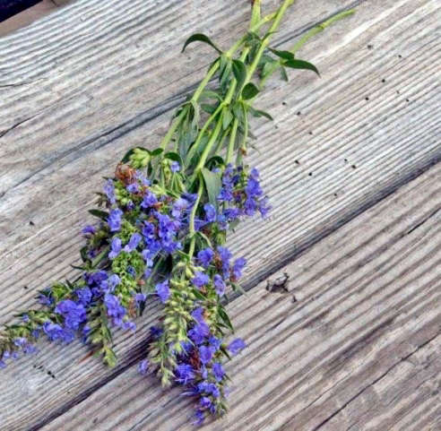 Gardening 101: Hyssop - Gardenista